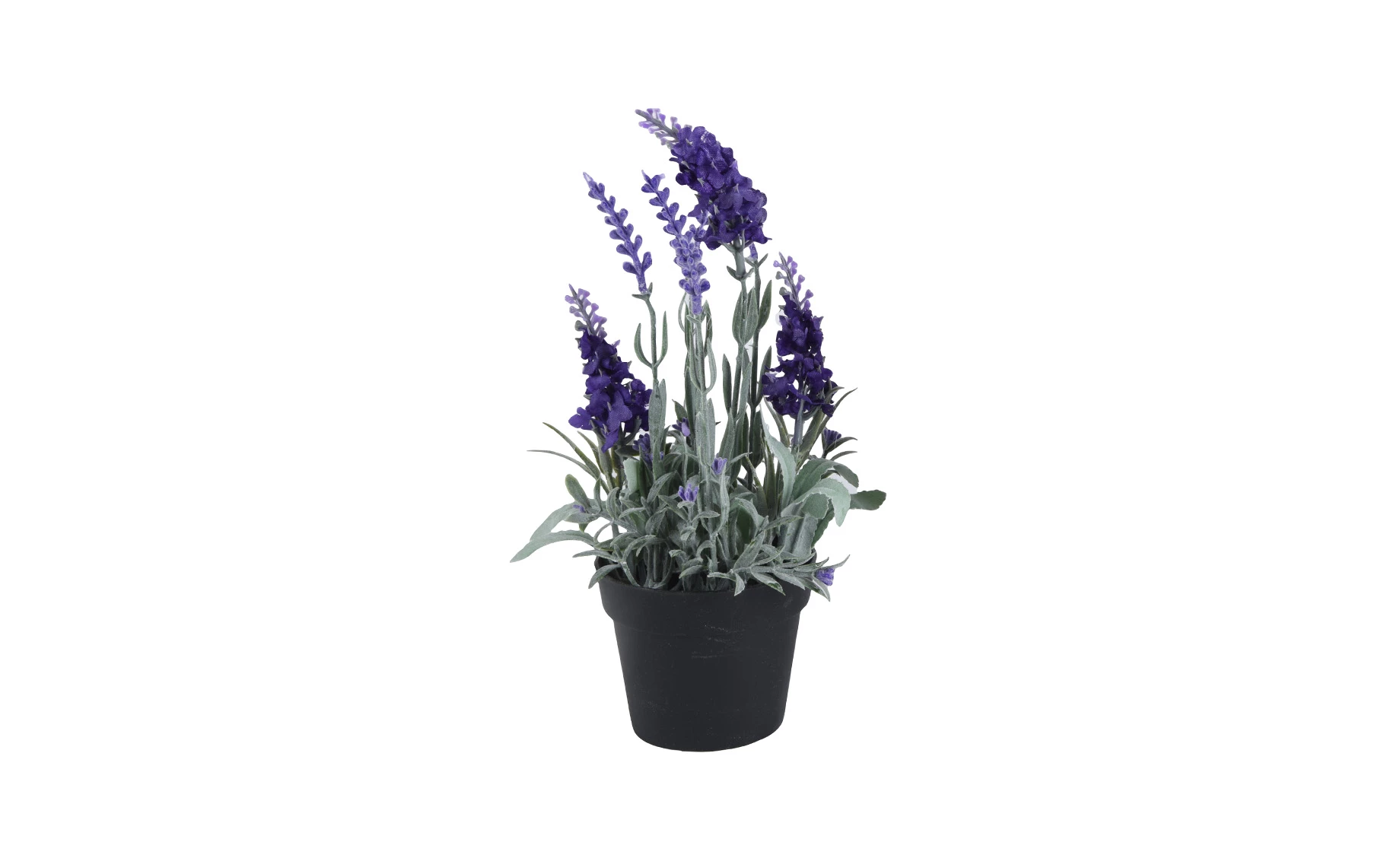 Biljka u posudi Lavanda 12x25cm više boja | Emmezeta webshop